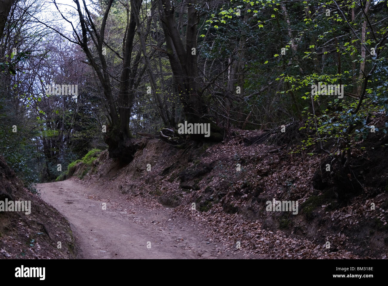 Wolvens Lane, Coldharbour Surrey. The ancient track through National ...