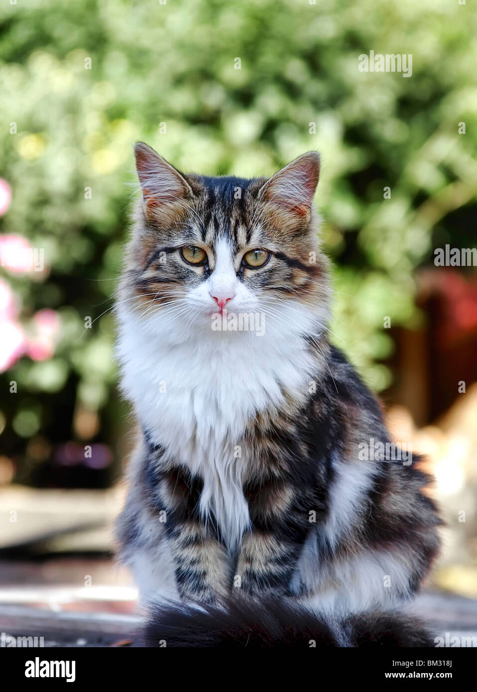 Portrait of the cat Stock Photo - Alamy
