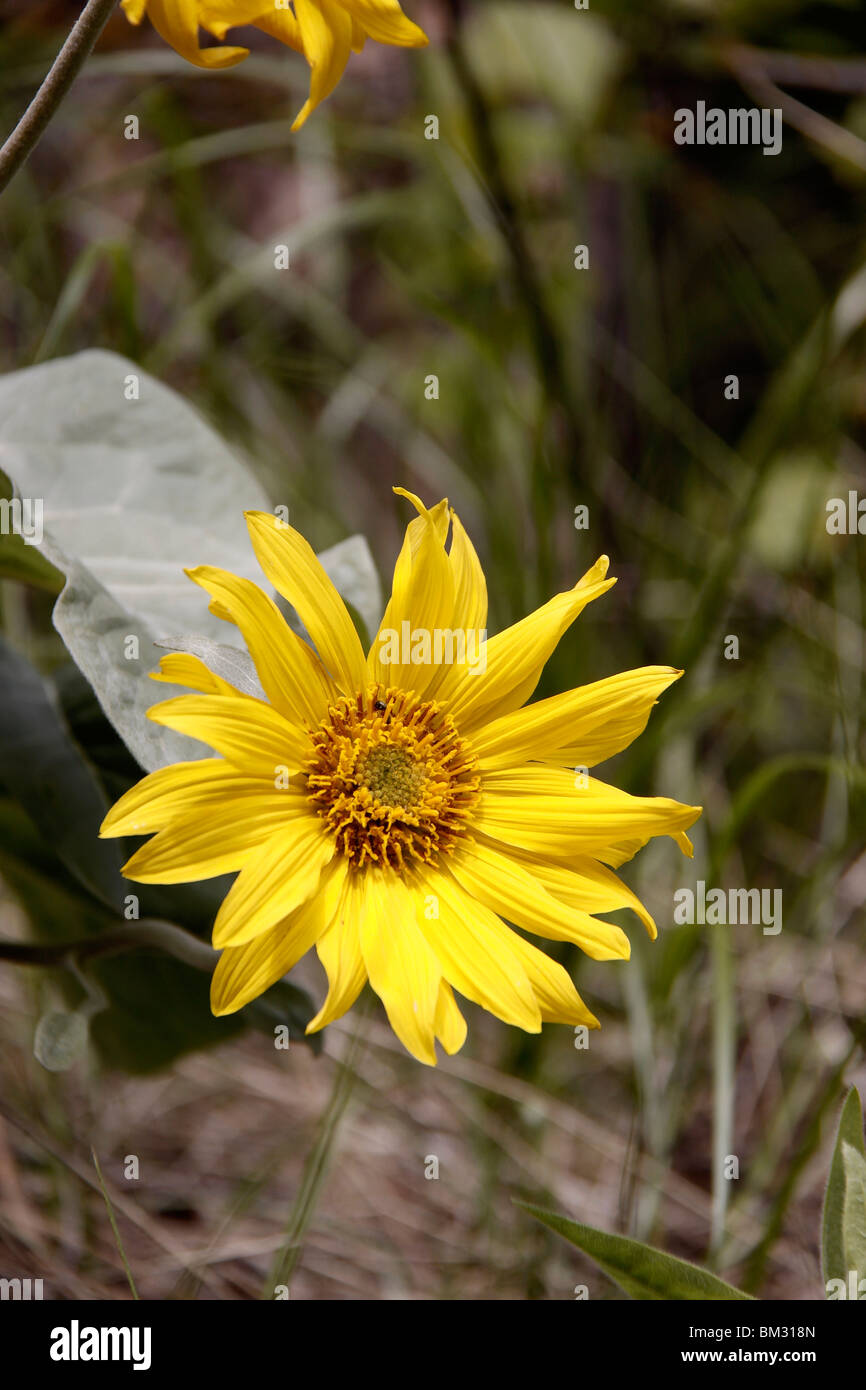 Close up of arrow leaf balsam root flowers which grow wild and bloom in ...
