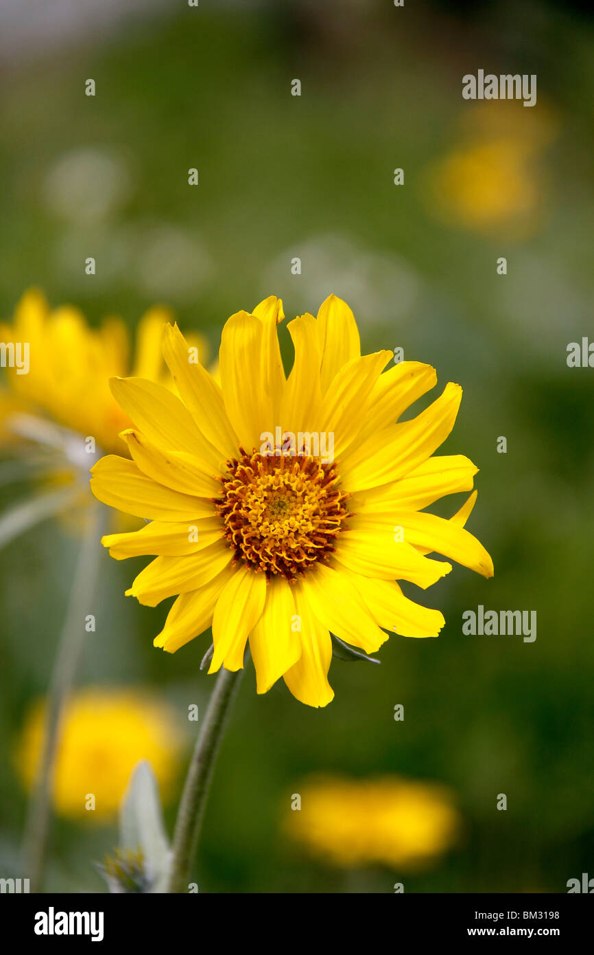 Arrow leaf hi-res stock photography and images - Alamy