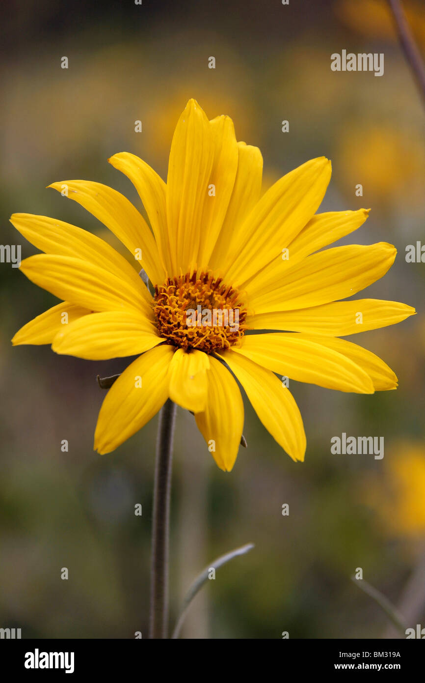 Close up of arrow leaf balsam root flowers which grow wild and bloom in ...