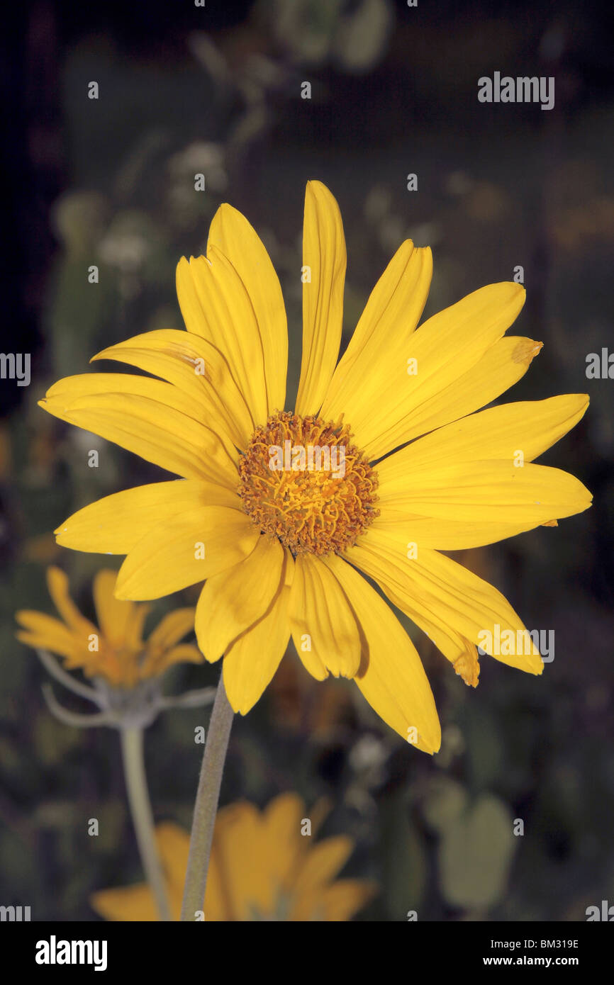 Arrow leaf hi-res stock photography and images - Alamy