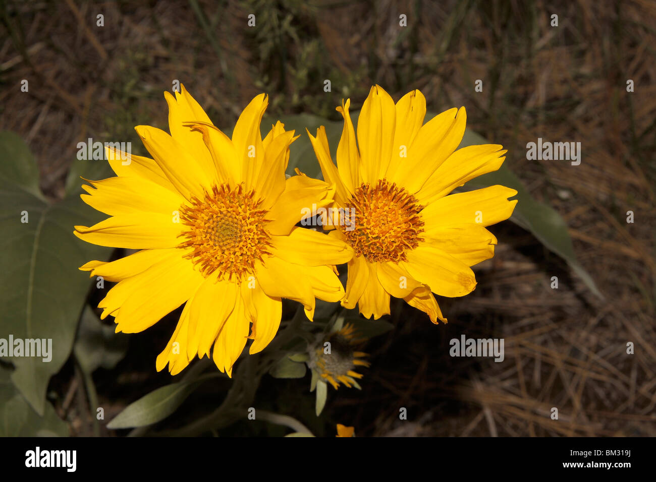 Arrow with flowers hi-res stock photography and images - Alamy