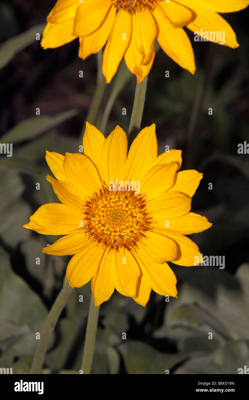 Arrow flowers hi-res stock photography and images - Alamy