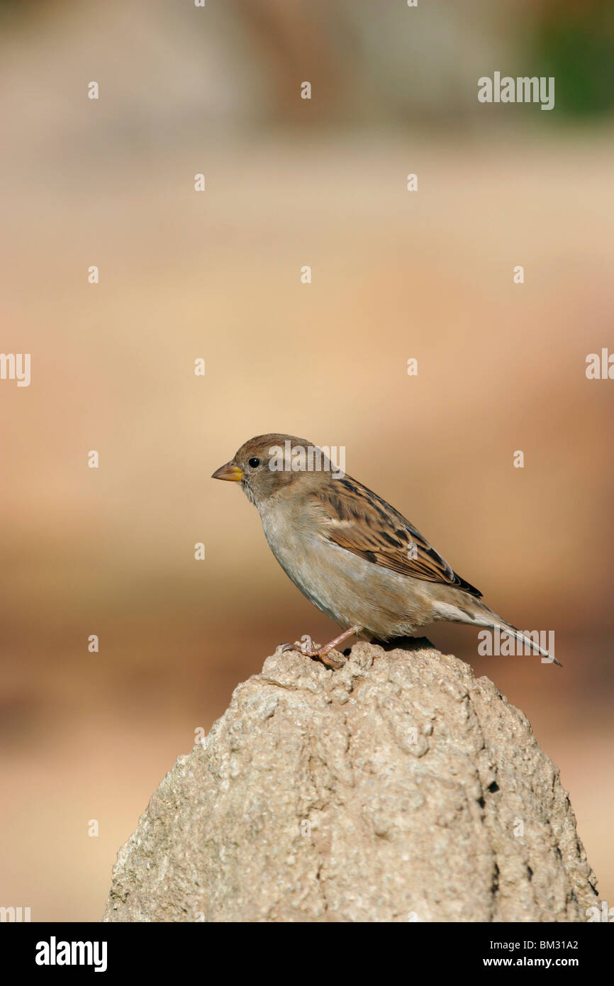 Spatz / sparrow Stock Photo - Alamy