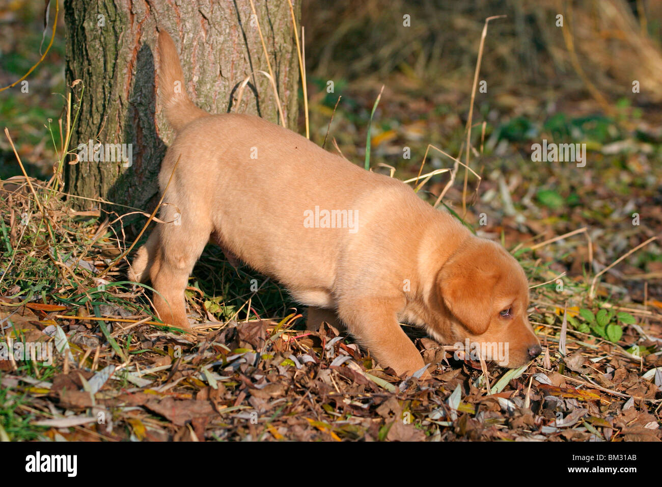 Labrador Welpe / Puppy Stock Photo - Alamy