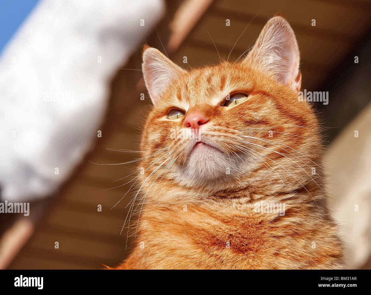 Portrait thick a cat Stock Photo - Alamy