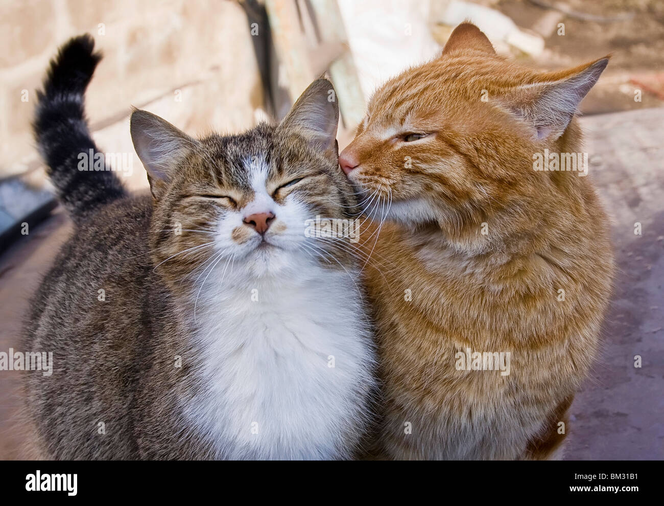 Love and kisses of happy cats Stock Photo - Alamy