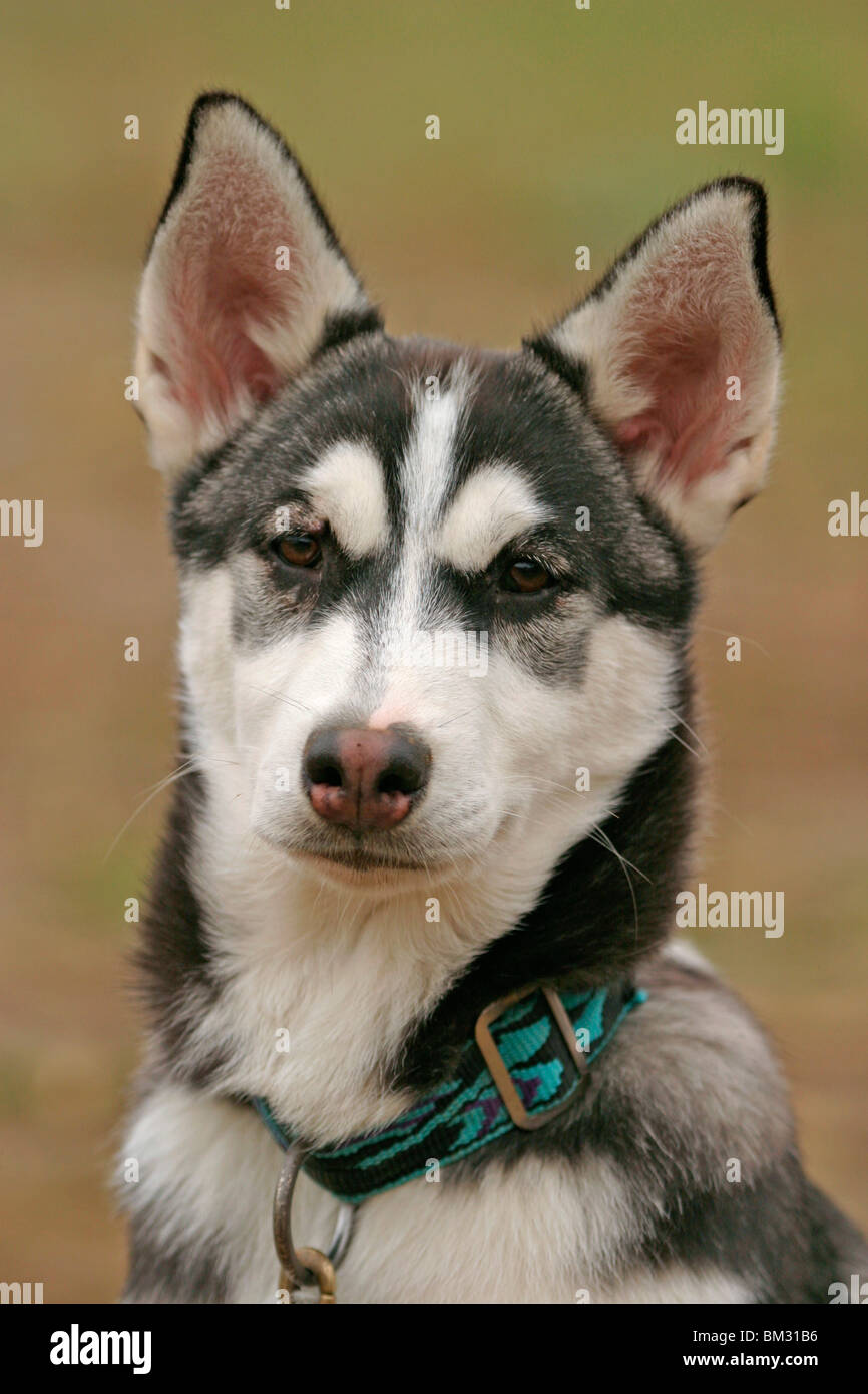 Sibirischer Husky / Sibirien Husky Stock Photo - Alamy