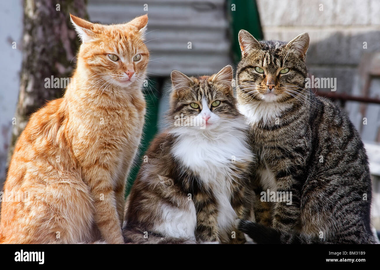 The cats trio is basked in the sun Stock Photo - Alamy