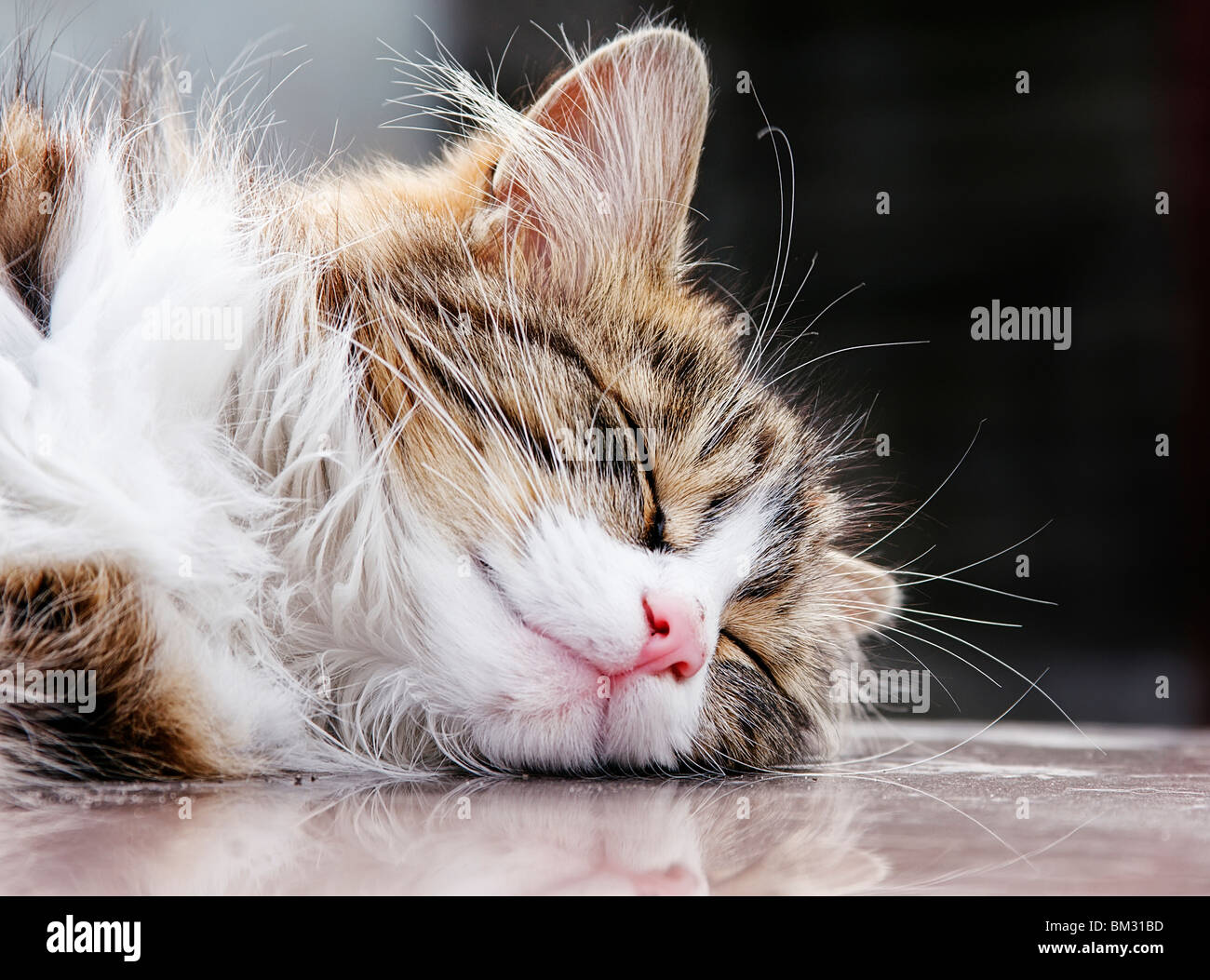 Full program hi-res stock photography and images - Alamy