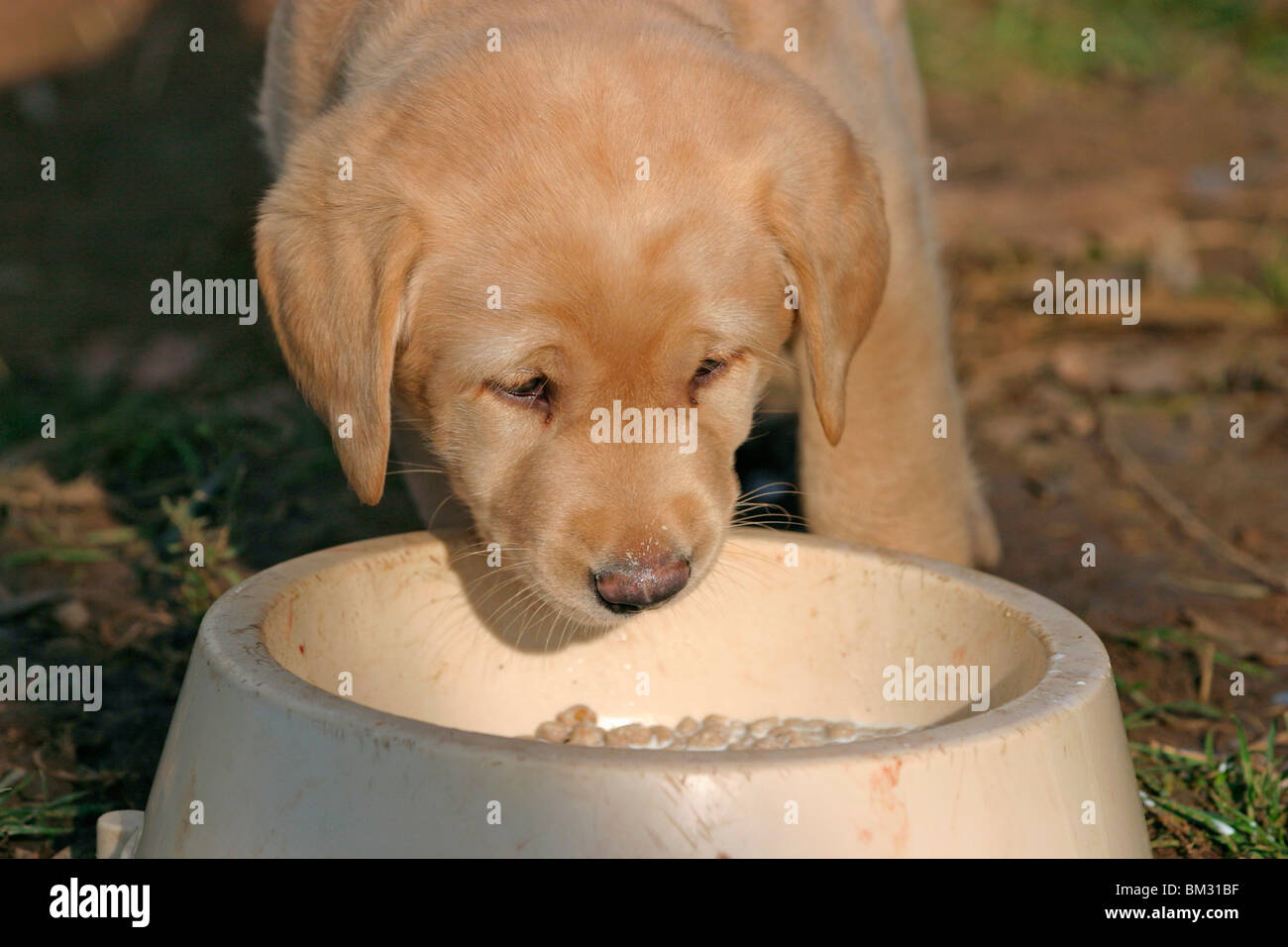 Labrador feeding puppies hi-res stock photography and images - Alamy
