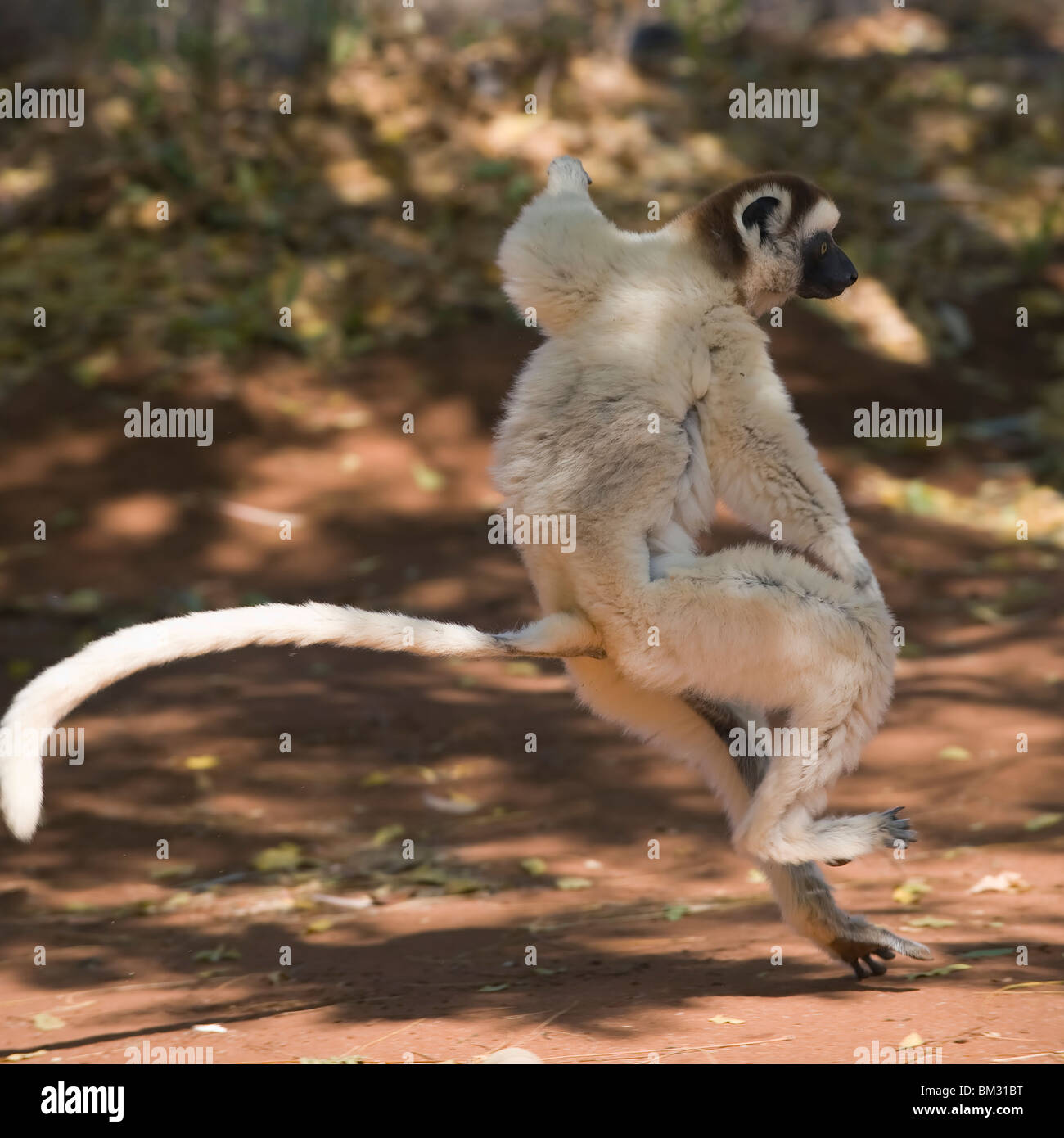 Dancing Verreaux's Sifaka (Propithecus verreauxi), Madagascar Stock ...