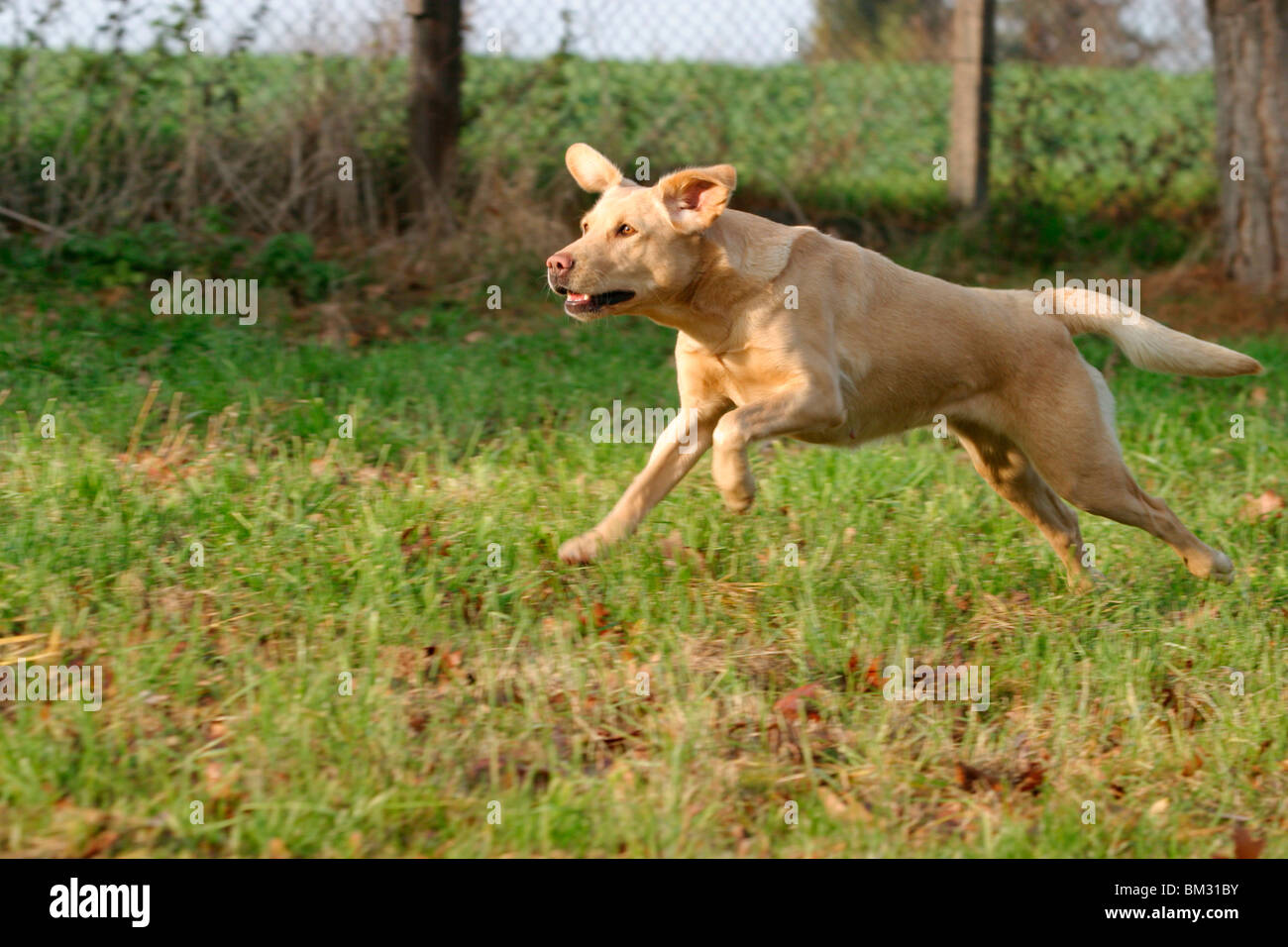 Blonde labrador in leaves hi-res stock photography and images - Alamy
