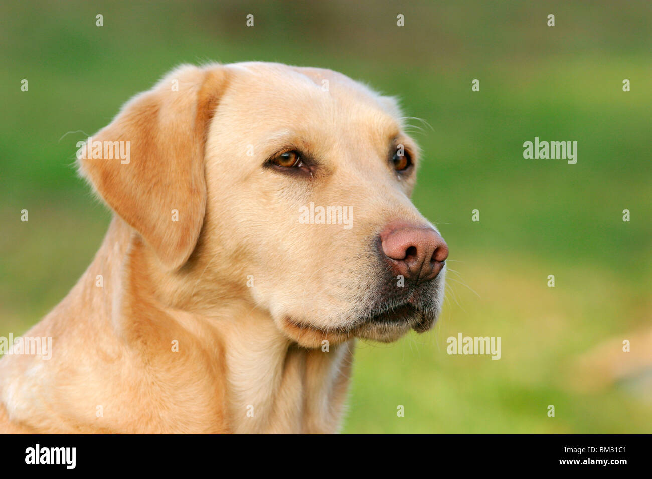 Ein labrador retriever hi-res stock photography and images - Alamy