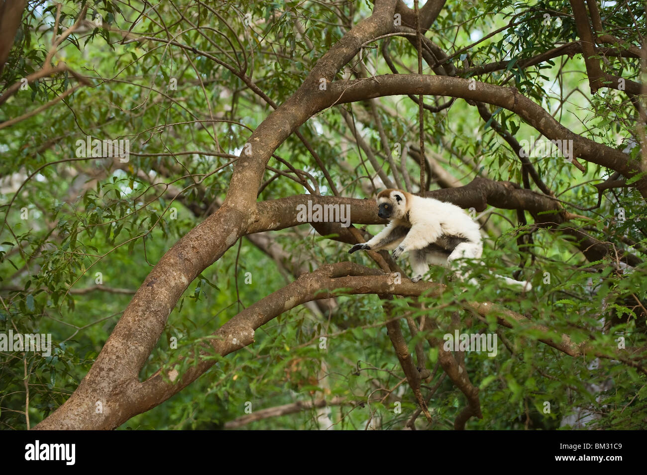 Verreaux's Sifaka (Propithecus verreauxi), Madagascar Stock Photo - Alamy