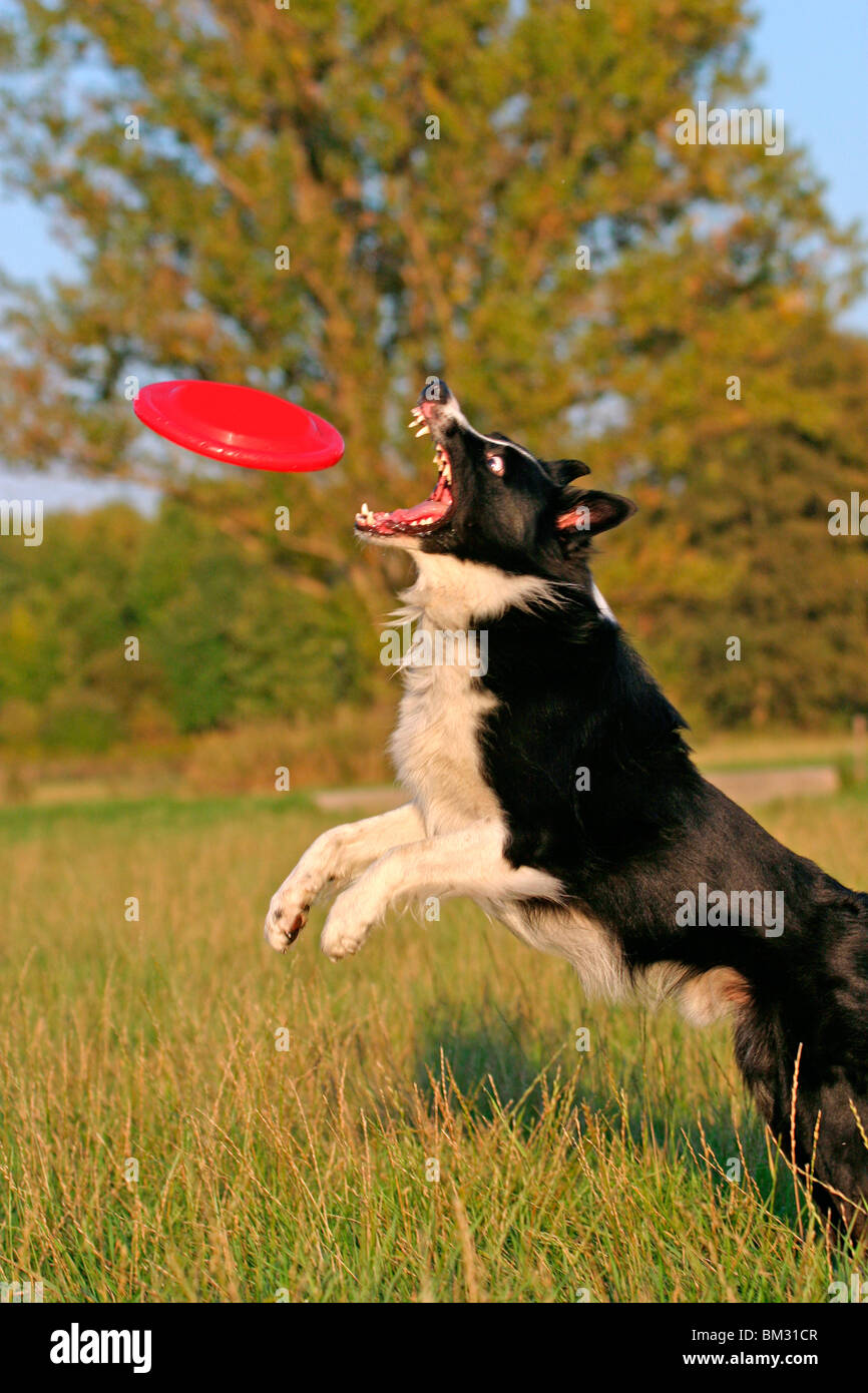 Border collie profil hi-res stock photography and images - Alamy