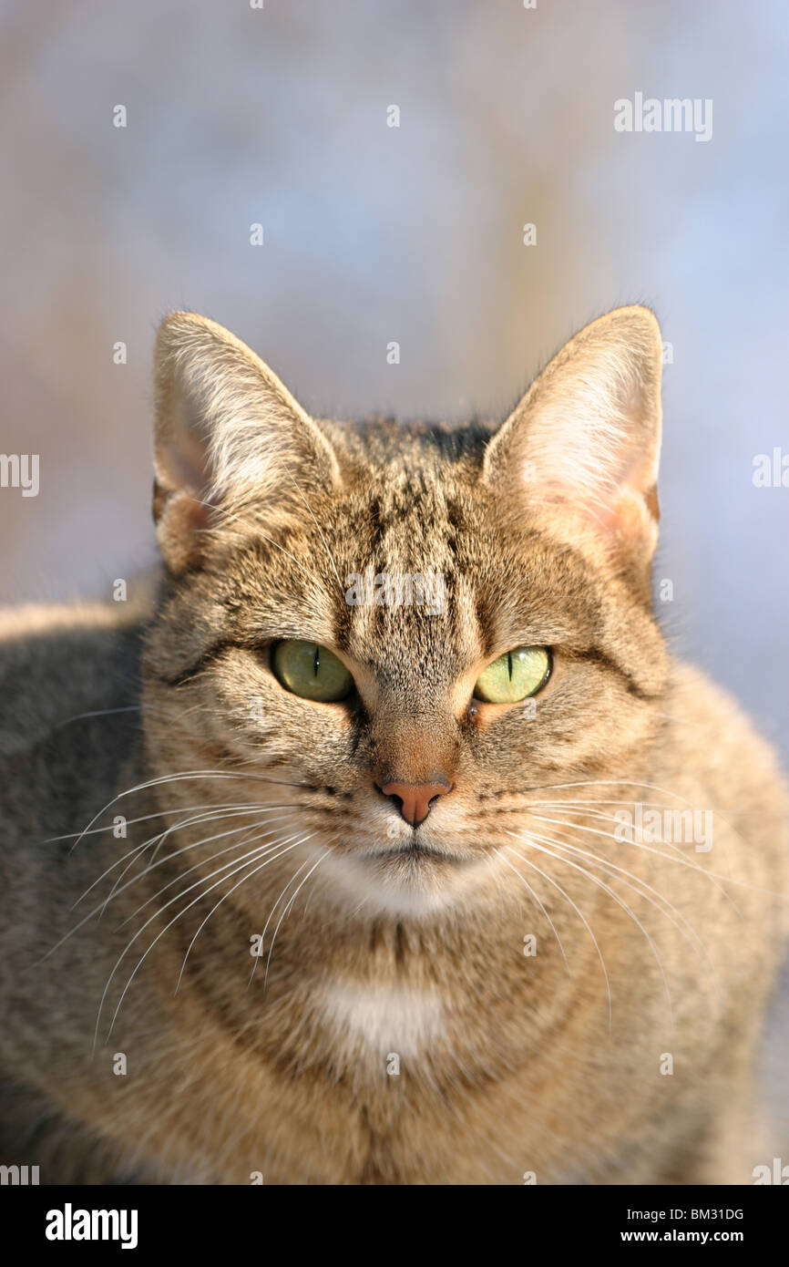 Katzen / Cat Portrait Stock Photo - Alamy