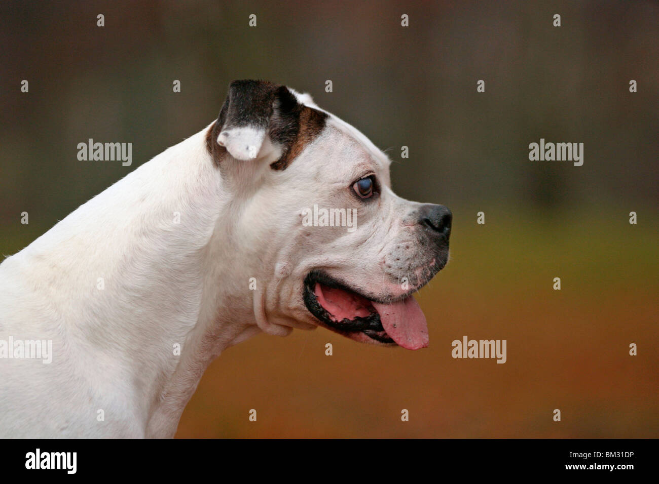 Deutscher Boxer im Profil / boxer profile Stock Photo - Alamy