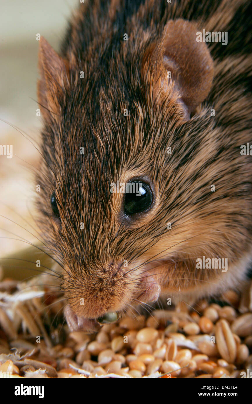 Grasmaus hi-res stock photography and images - Alamy