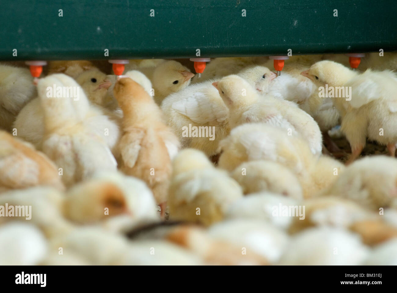 Free range week old baby chicks, interior of heated breeding shed UK ...