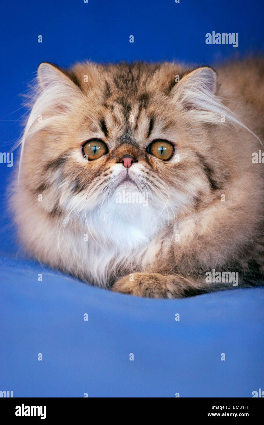 liegende Perserkatze / lying persian cat Stock Photo - Alamy