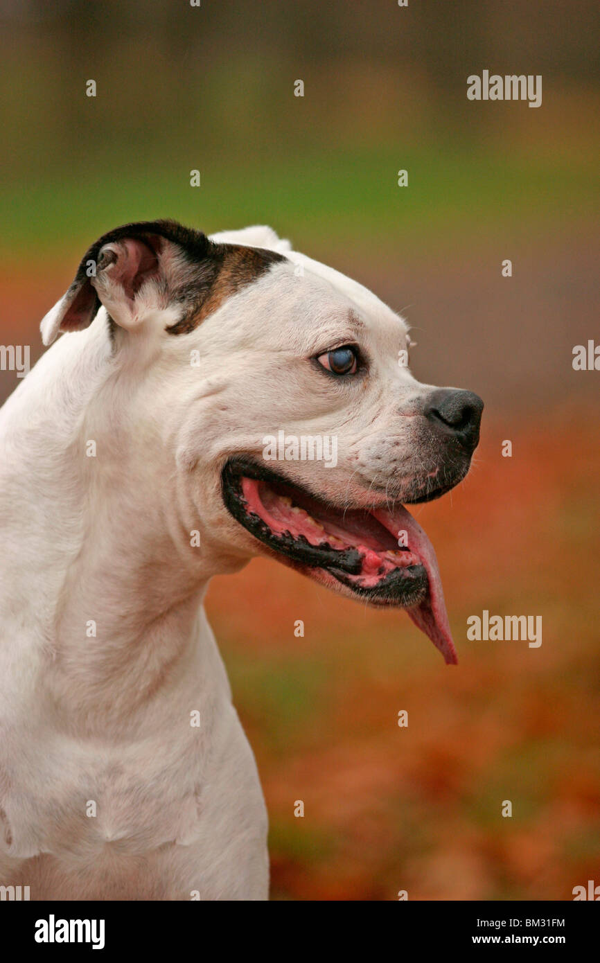 Deutscher Boxer Portrait Stock Photo - Alamy