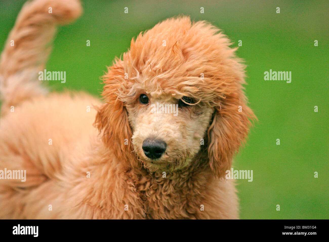 Pudel / Poodle Portrait Stock Photo - Alamy