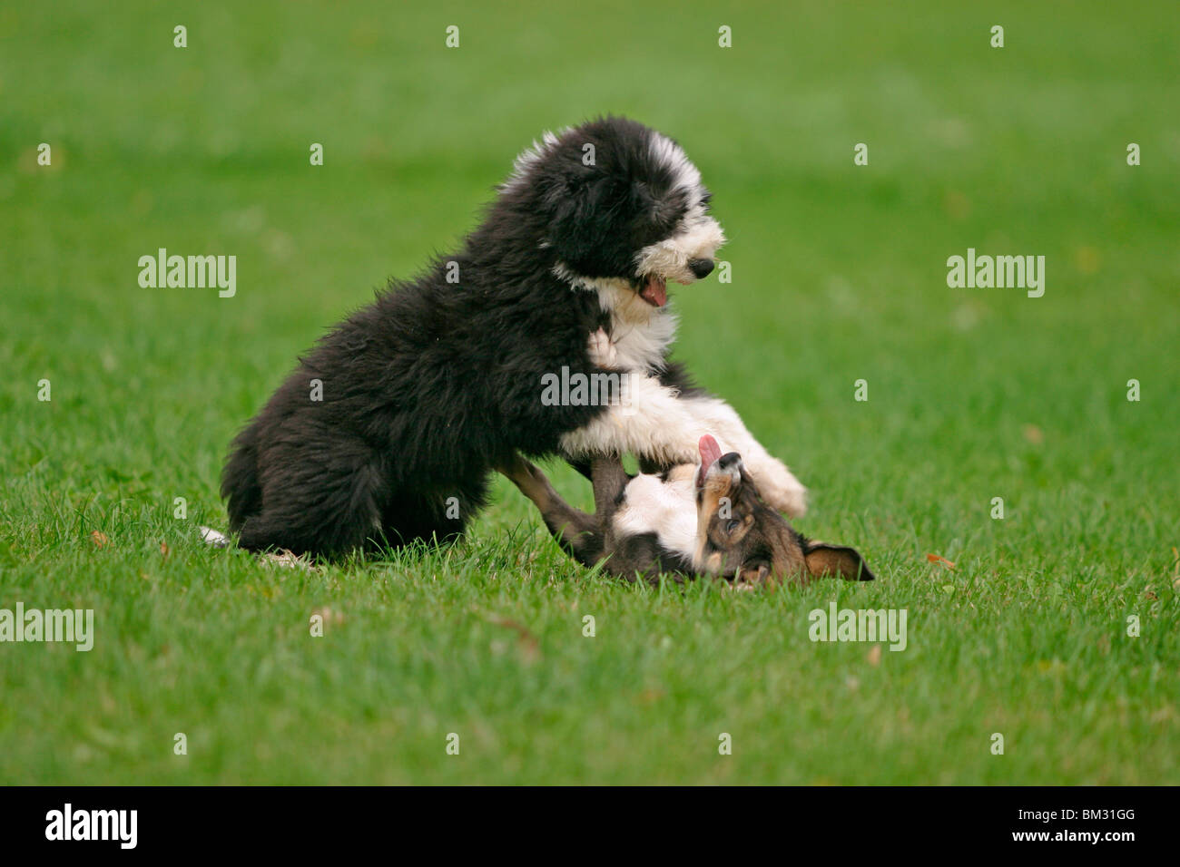 spielende Hunde / playing puppies Stock Photo - Alamy