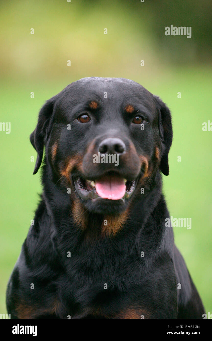 Rottweiler hund hi-res stock photography and images - Alamy