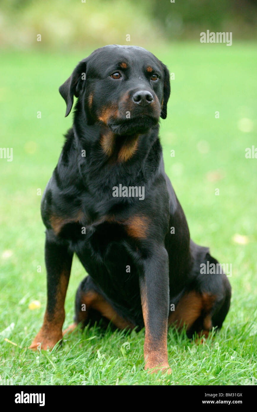 sitzender Rottweiler / sitting Rottweiler Stock Photo - Alamy