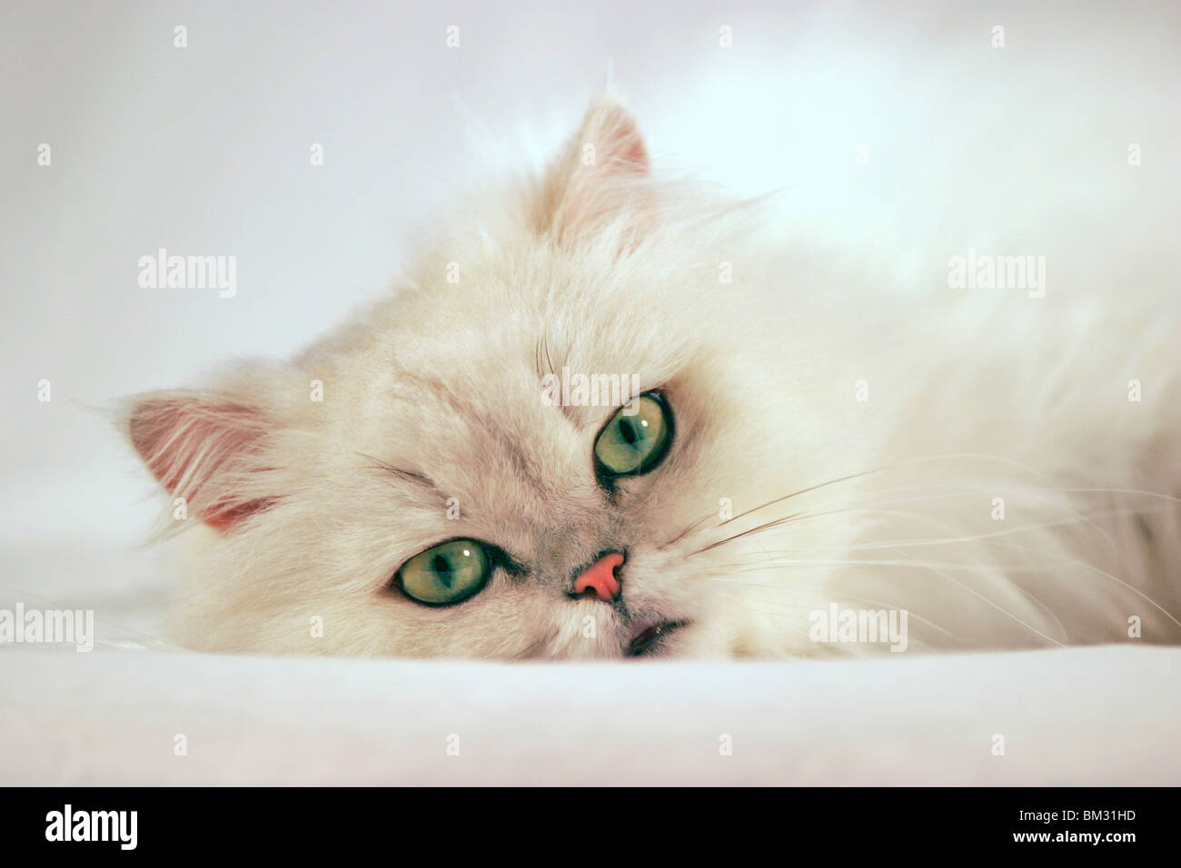 liegende Perserkatze / lying persian cat Stock Photo - Alamy