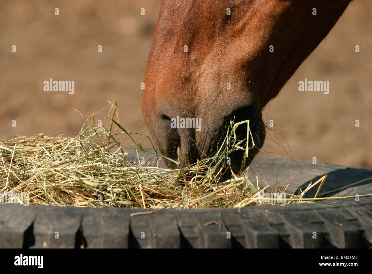 Beim fressen hi-res stock photography and images - Alamy