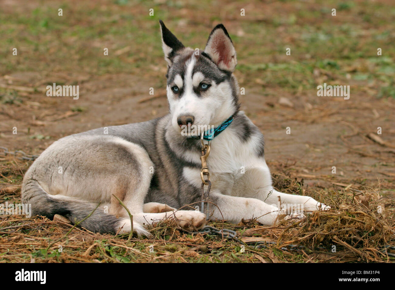 Sibirischer Husky / Sibirien Husky Stock Photo - Alamy
