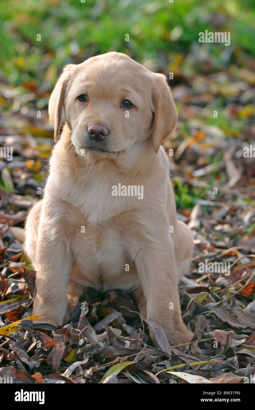 Sitzender labrador retriever hi-res stock photography and images - Alamy