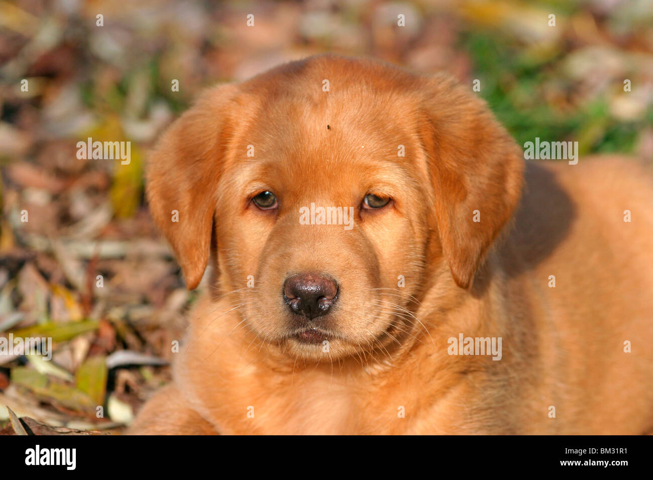 Ein labrador retriever hi-res stock photography and images - Alamy