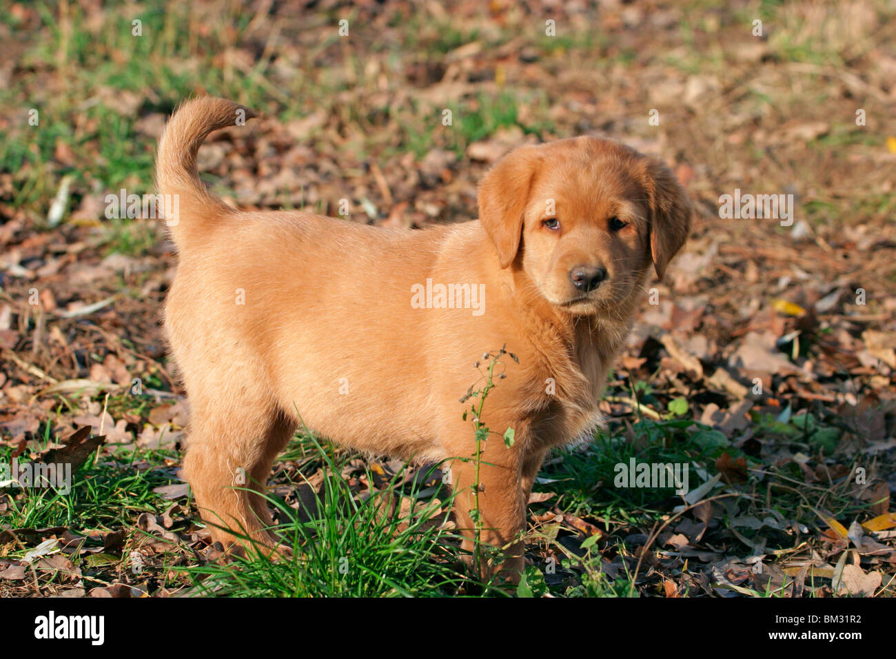 Ein labrador retriever hi-res stock photography and images - Alamy