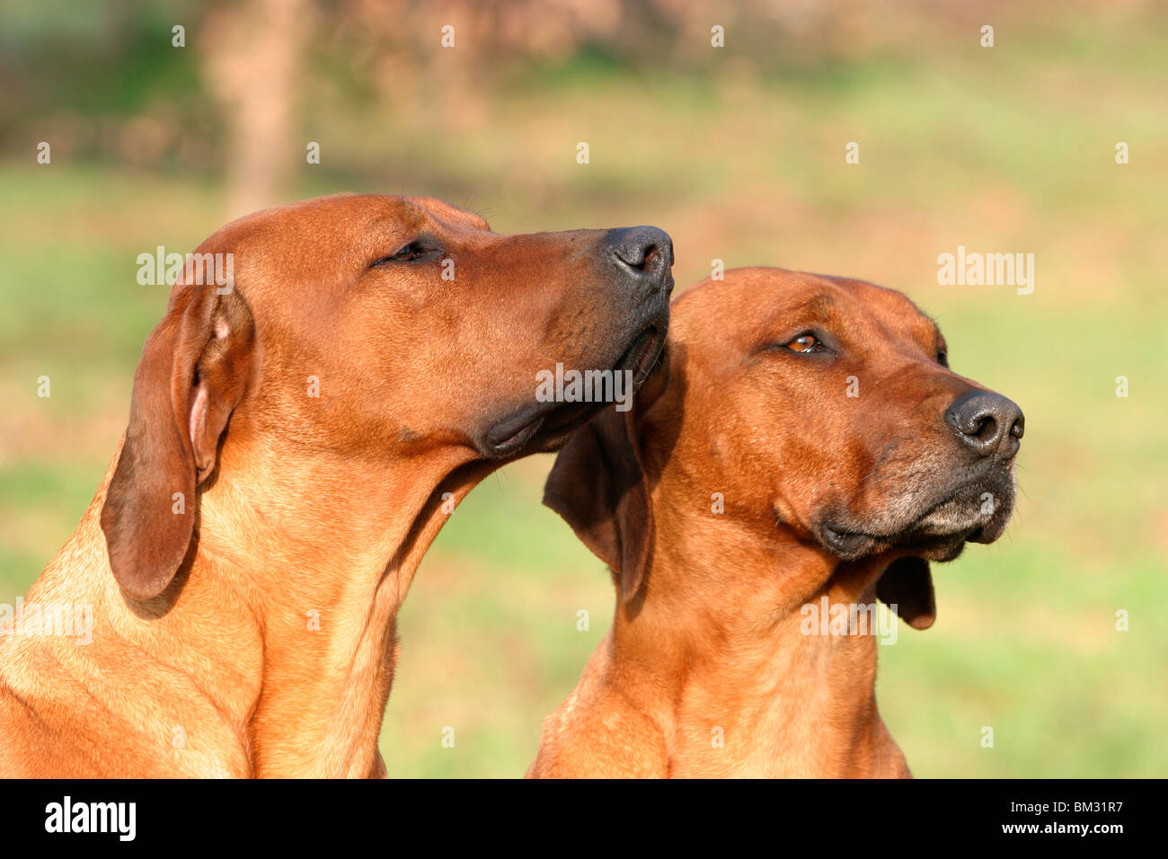 Rhodesian Ridgeback Portraits Stock Photo - Alamy