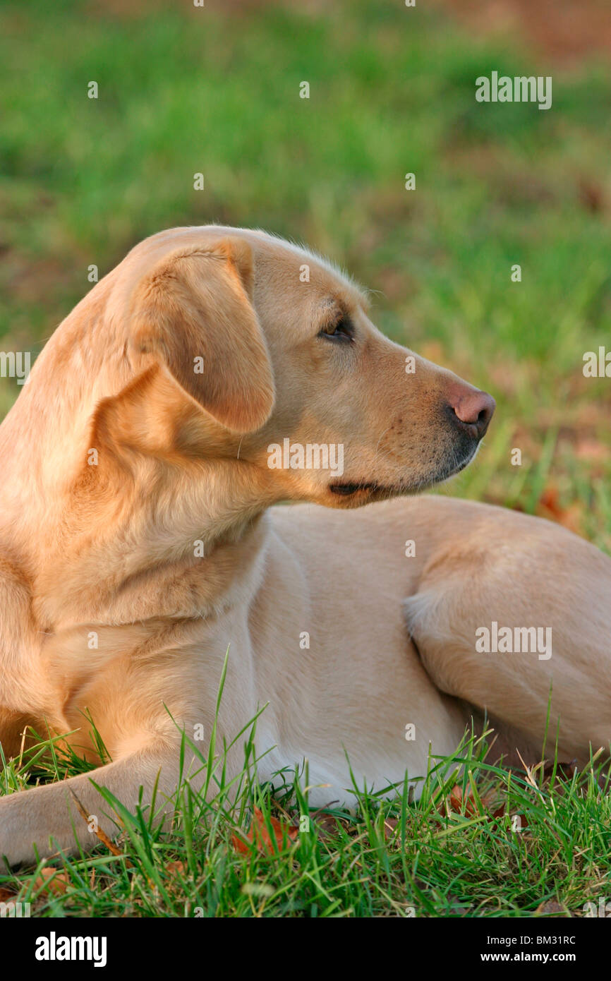 liegender / lying Labrador Stock Photo - Alamy