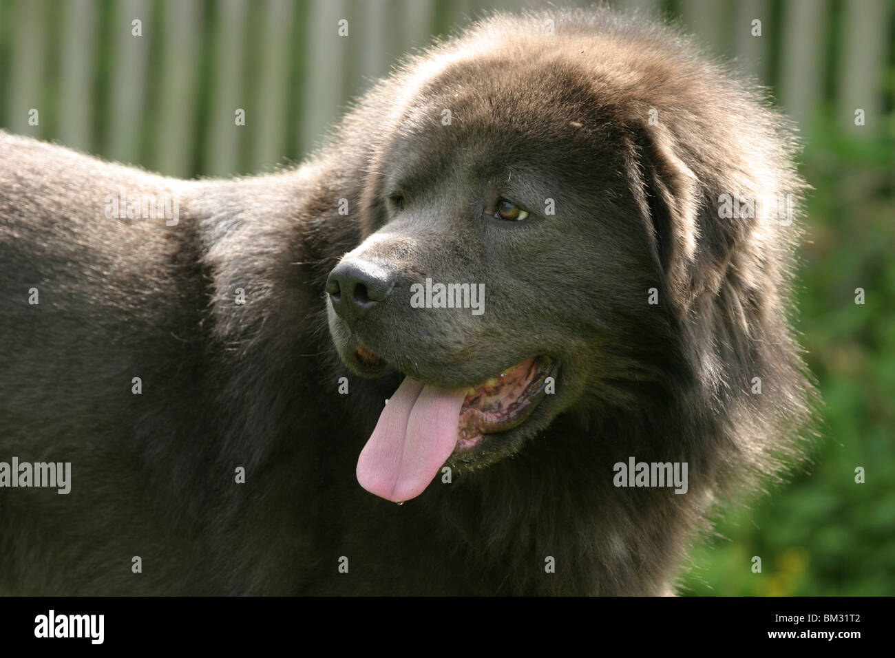 Do Khyi / Tibetan Mastiff Portrait Stock Photo - Alamy