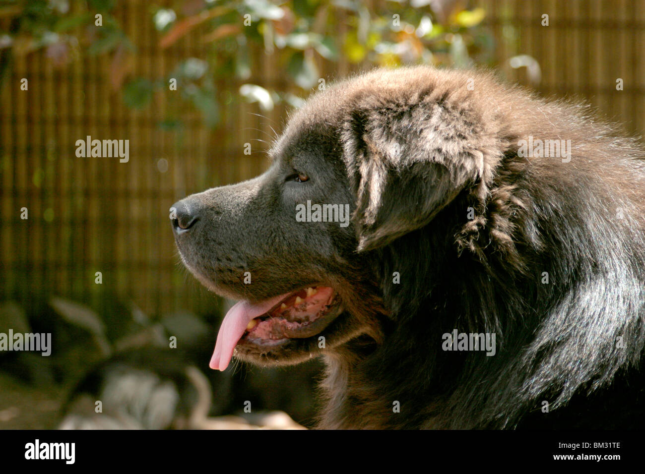 Do Khyi Profil / Tibetan Mastiff Profile Stock Photo - Alamy