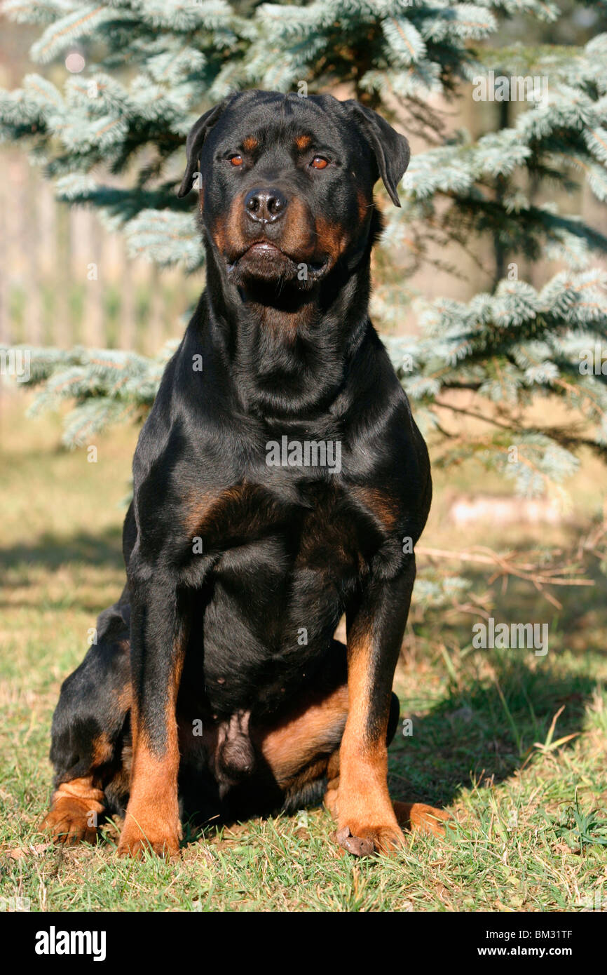 sitzender Rottweiler / sitting Rottweiler Stock Photo - Alamy