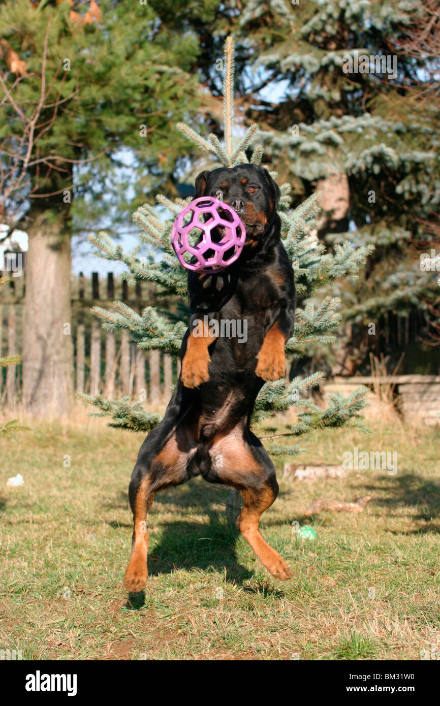 Rottweiler sommer hi-res stock photography and images - Alamy