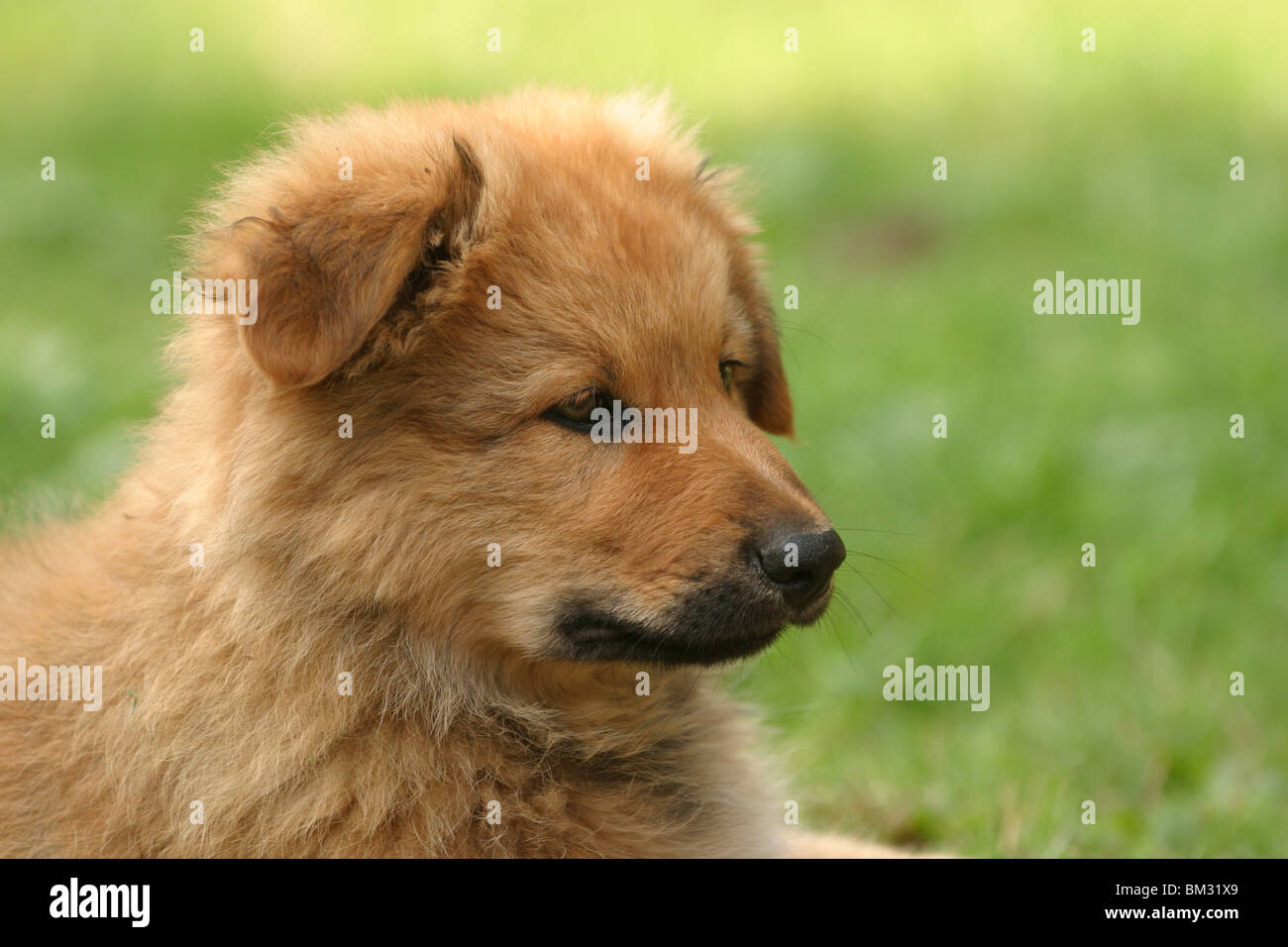 Harzer Fuchs Welpe / Puppy Portrait Stock Photo - Alamy