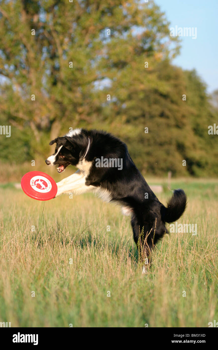 Border Collie fängt Frisbee / playing border collie Stock Photo - Alamy