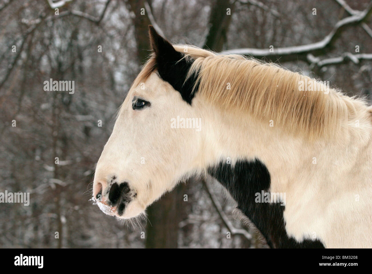 Tinker pferd hi-res stock photography and images - Alamy