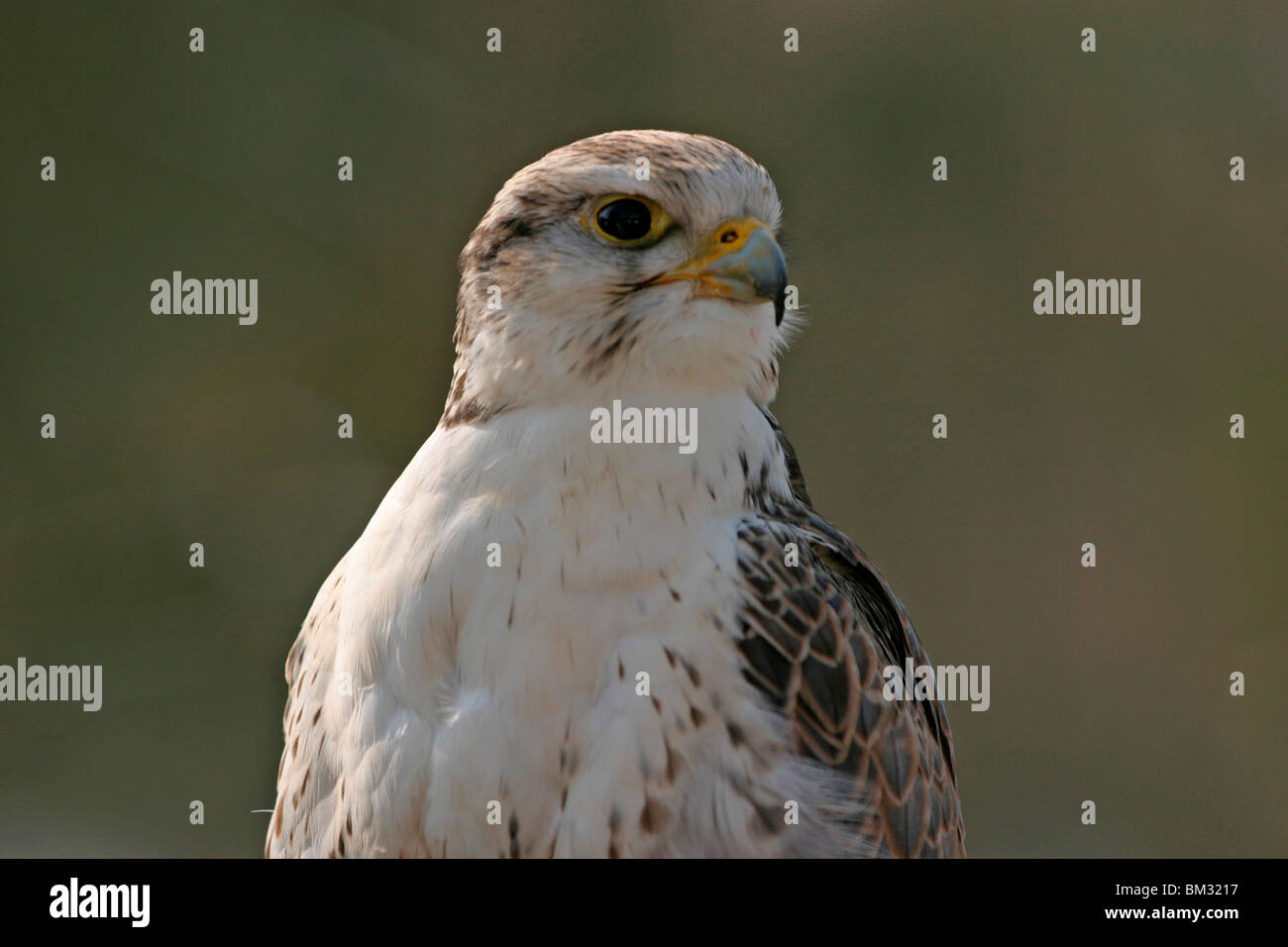 Sakerfalken hi-res stock photography and images - Alamy