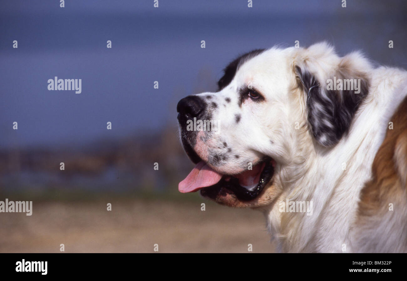 Saint Bernard Portrait Stock Photo - Alamy