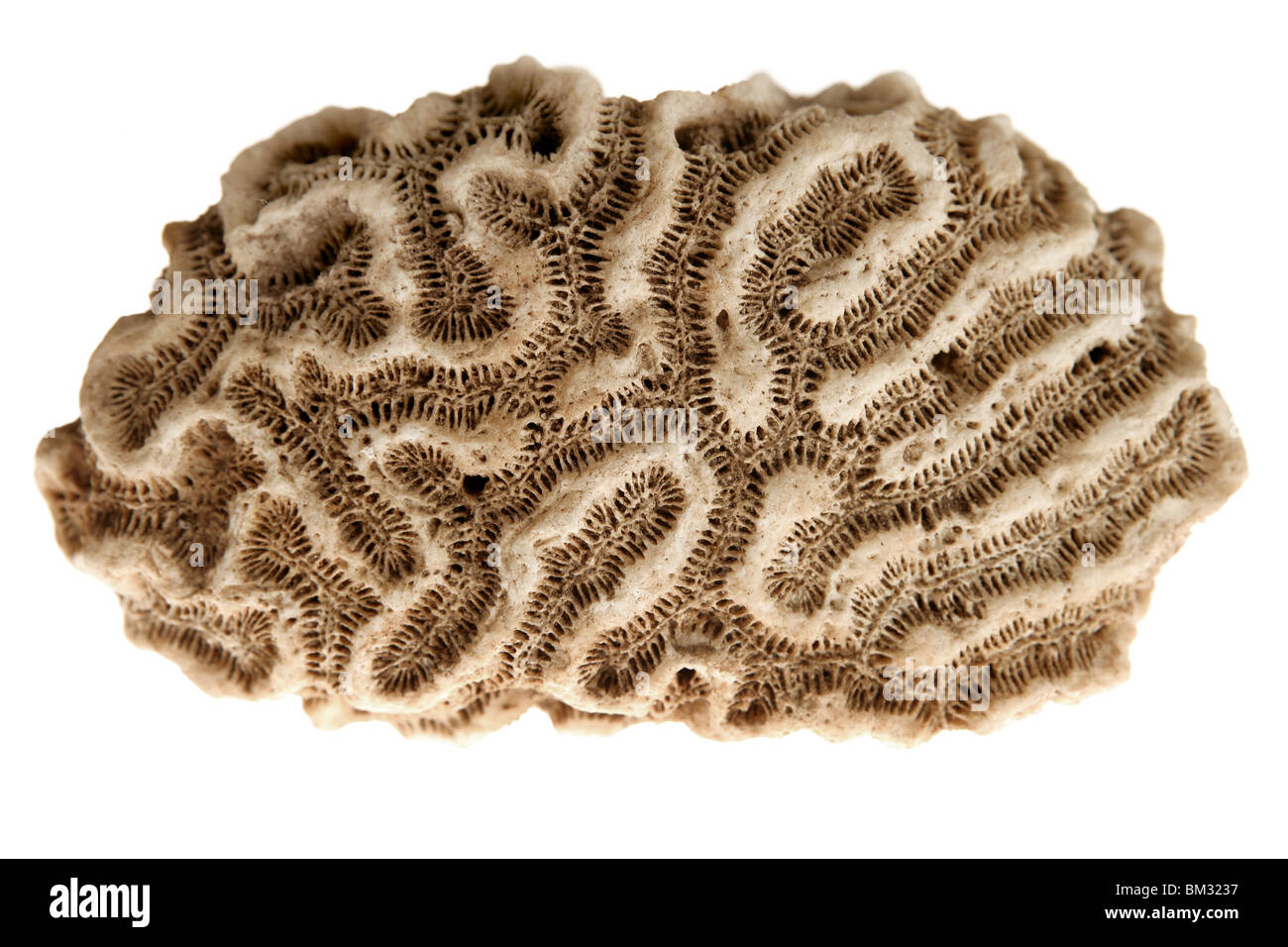 Brain Caribbean coral isolated over white background Stock Photo - Alamy