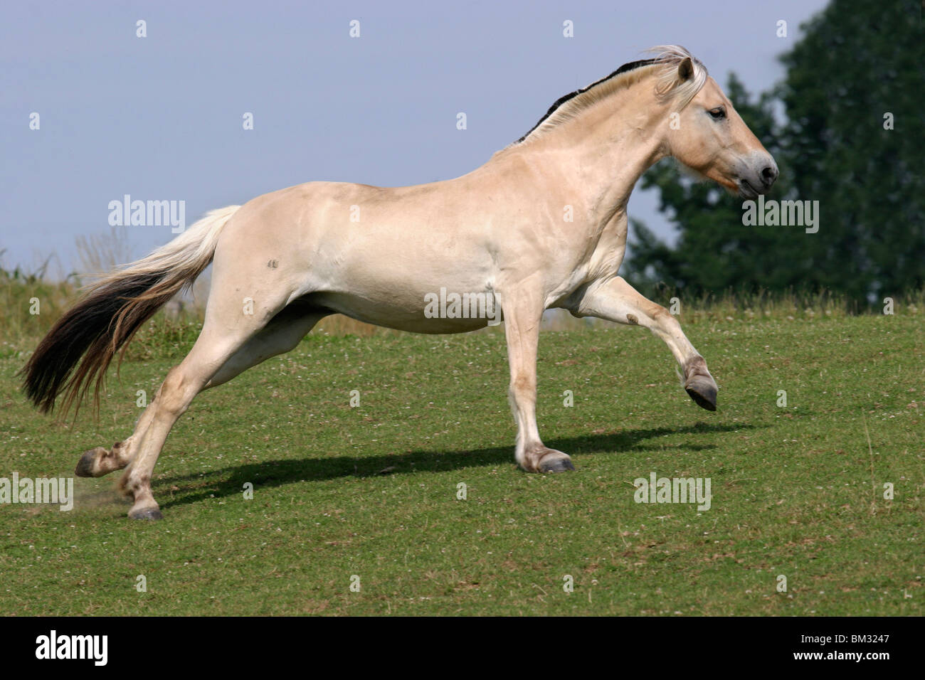 Galopp hi-res stock photography and images - Alamy